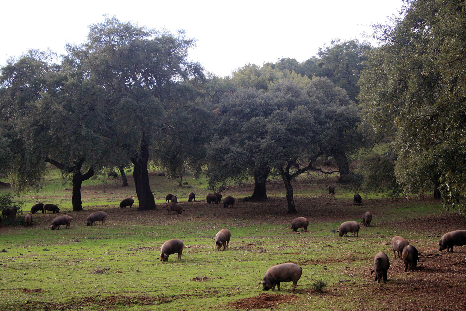 The image of a tamed landscape: dehesa through History in Spain ...